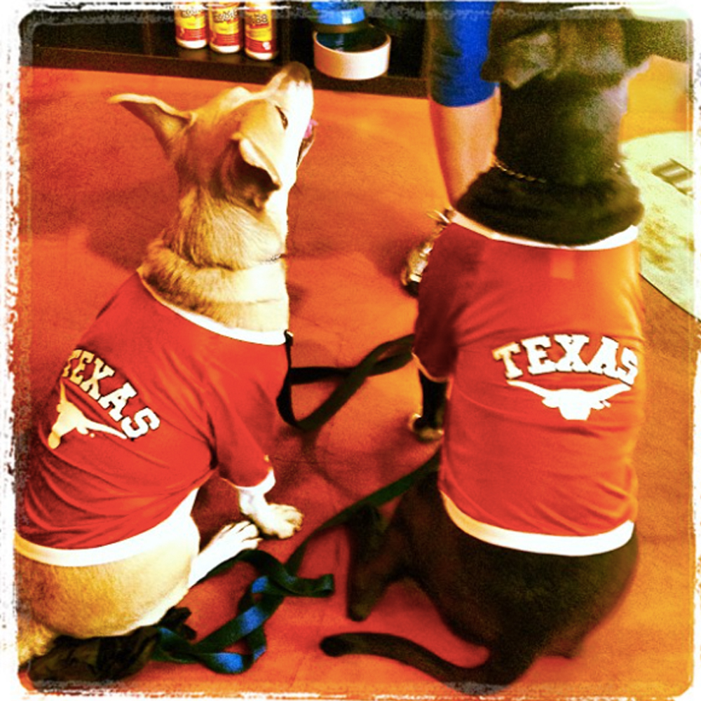 All Star Dogs: Image Gallery - Show off your pet.