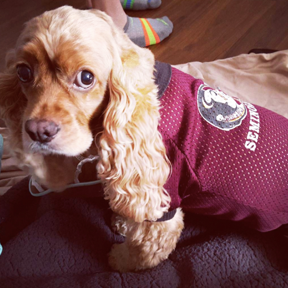 All Star Dogs: Image Gallery - Show off your pet.