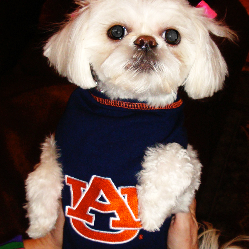 All Star Dogs: Image Gallery - Show off your pet.