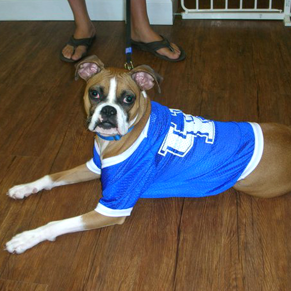 All Star Dogs: Image Gallery - Show off your pet.