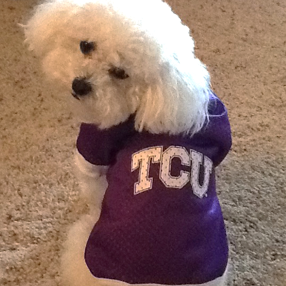 All Star Dogs: Image Gallery - Show off your pet.