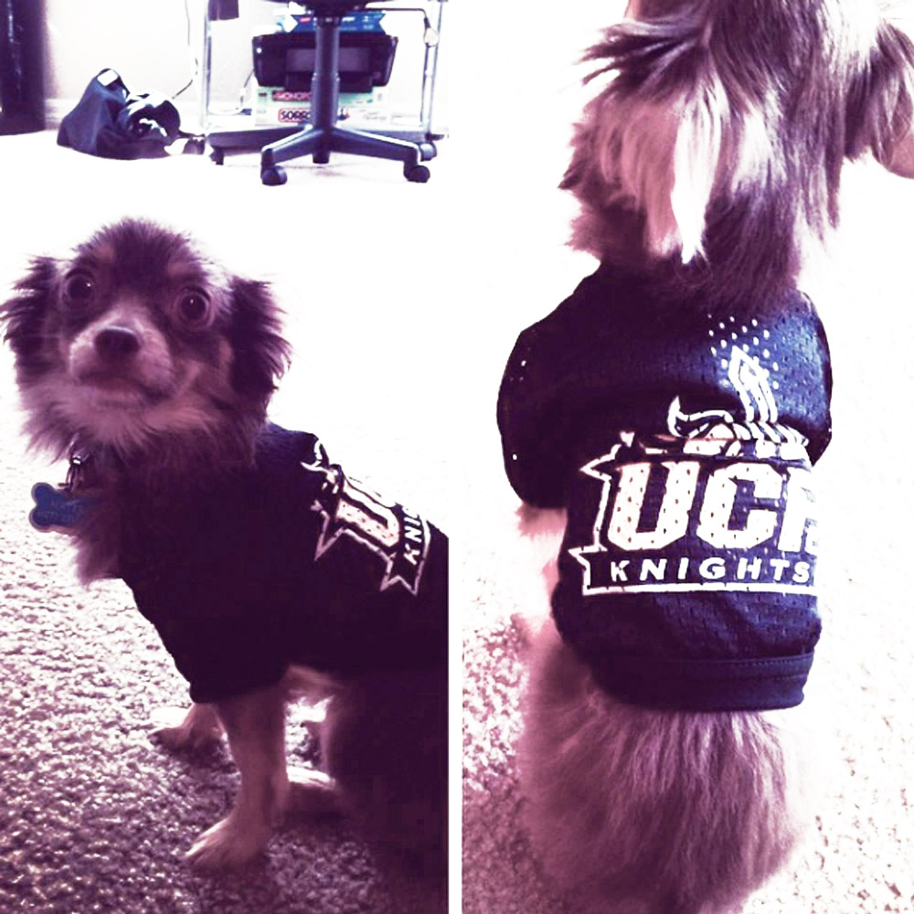 All Star Dogs: Image Gallery - Show off your pet.