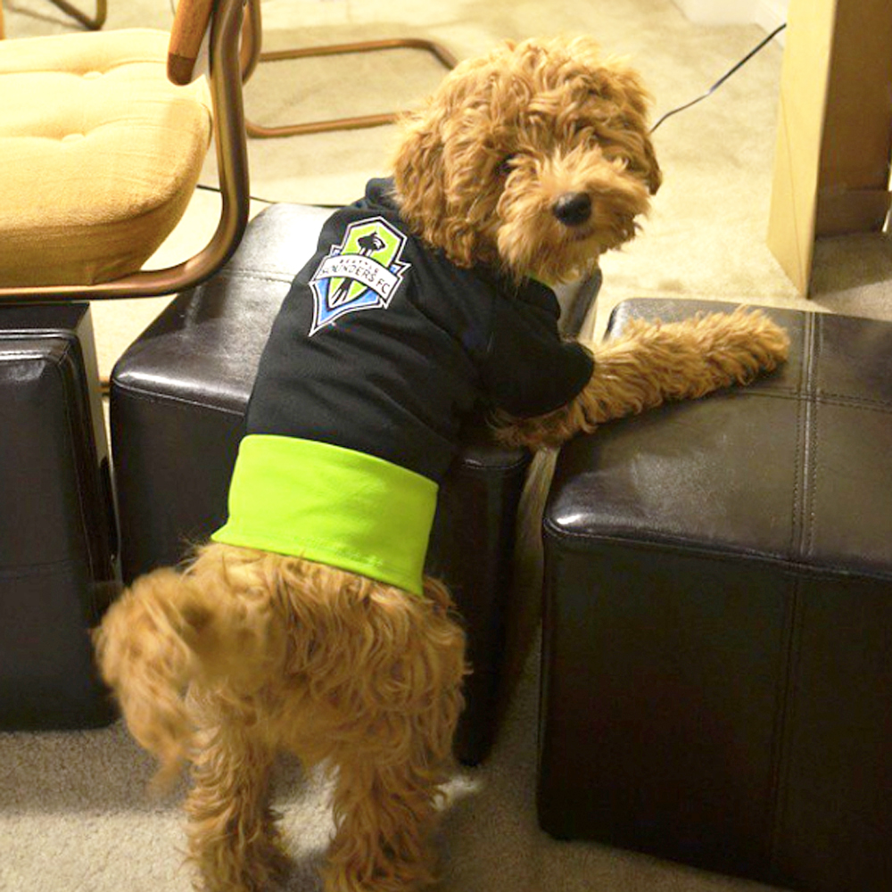 All Star Dogs: Image Gallery - Show off your pet.