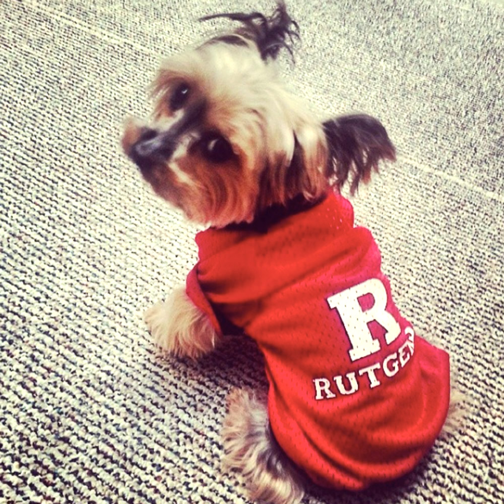 All Star Dogs: Image Gallery - Show off your pet.