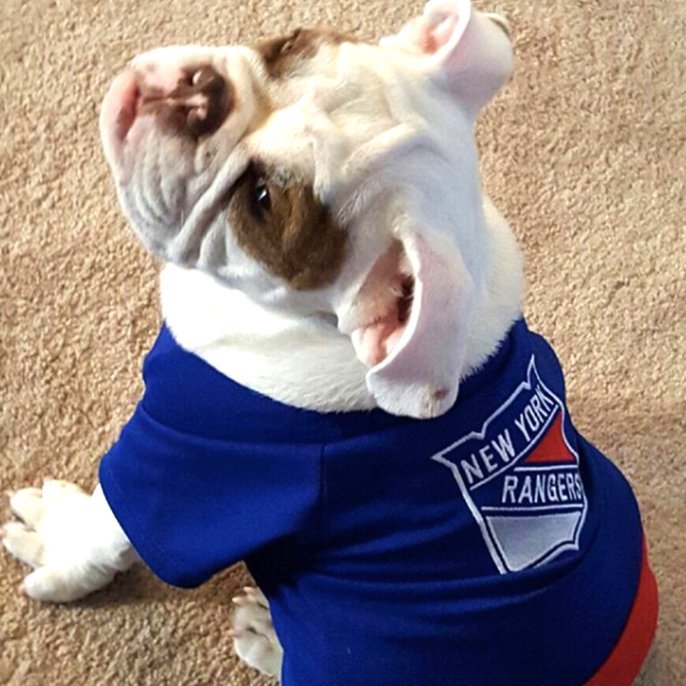 All Star Dogs: Image Gallery - Show off your pet.