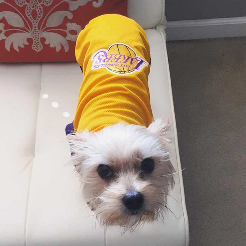 All Star Dogs: Image Gallery - Show off your pet.