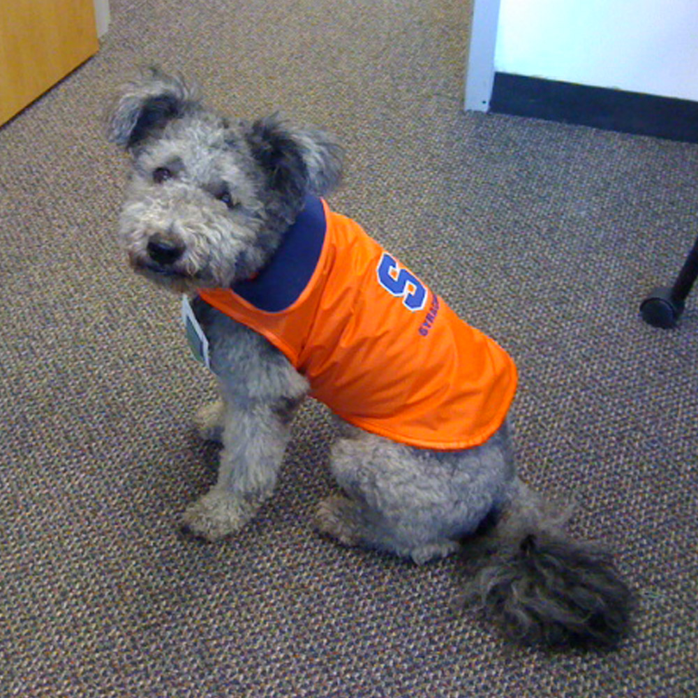 All Star Dogs: Image Gallery - Show off your pet.