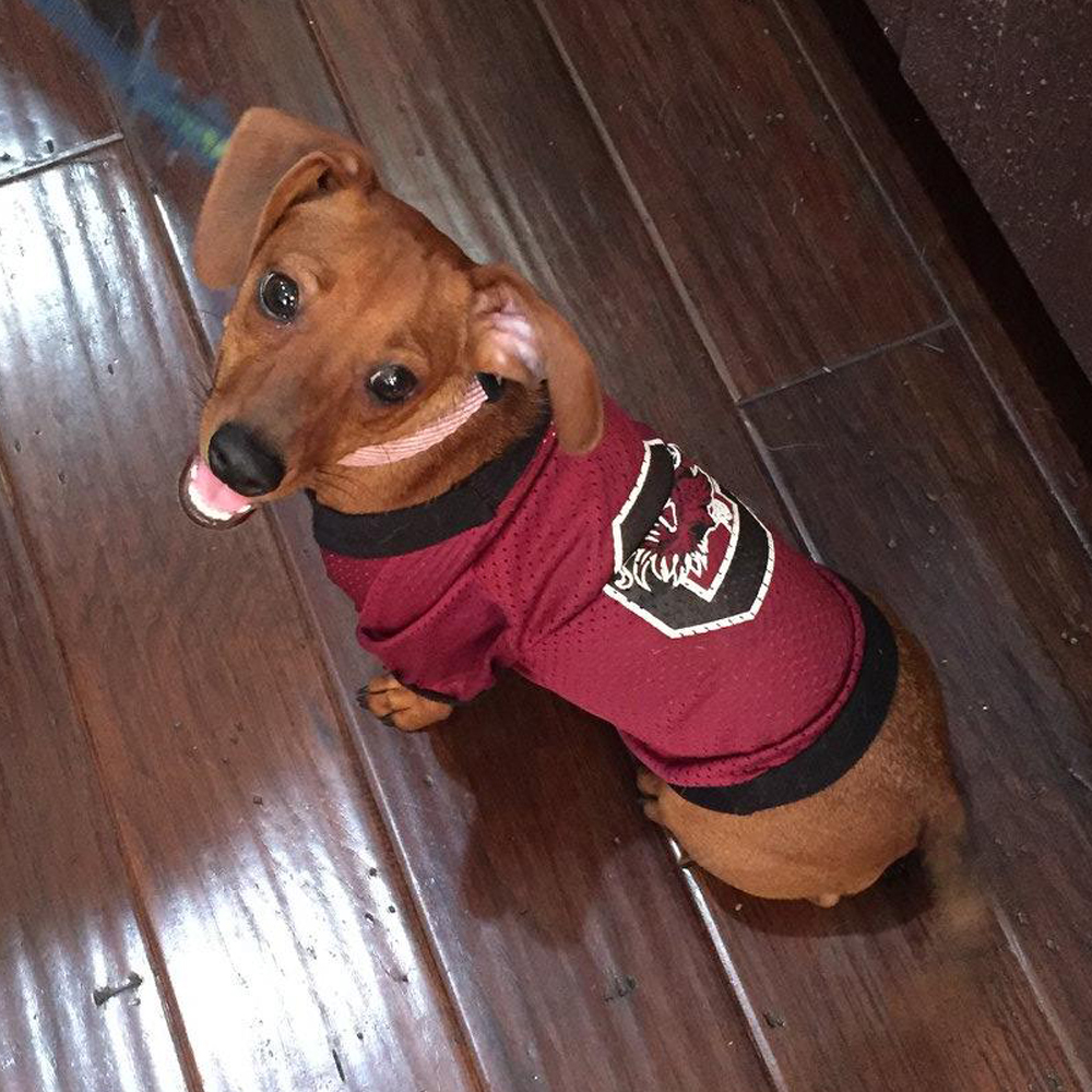 All Star Dogs: Image Gallery - Show off your pet.