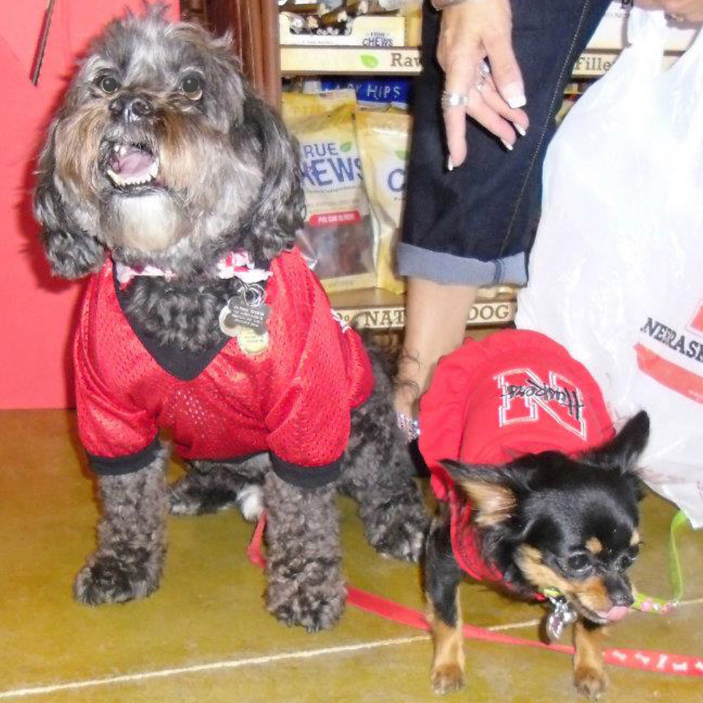 All Star Dogs: Image Gallery - Show off your pet.