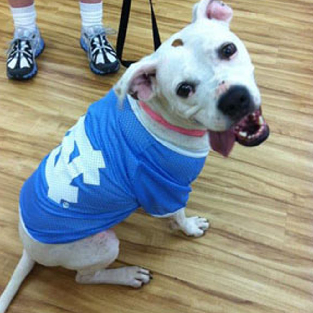 All Star Dogs: Image Gallery - Show off your pet.