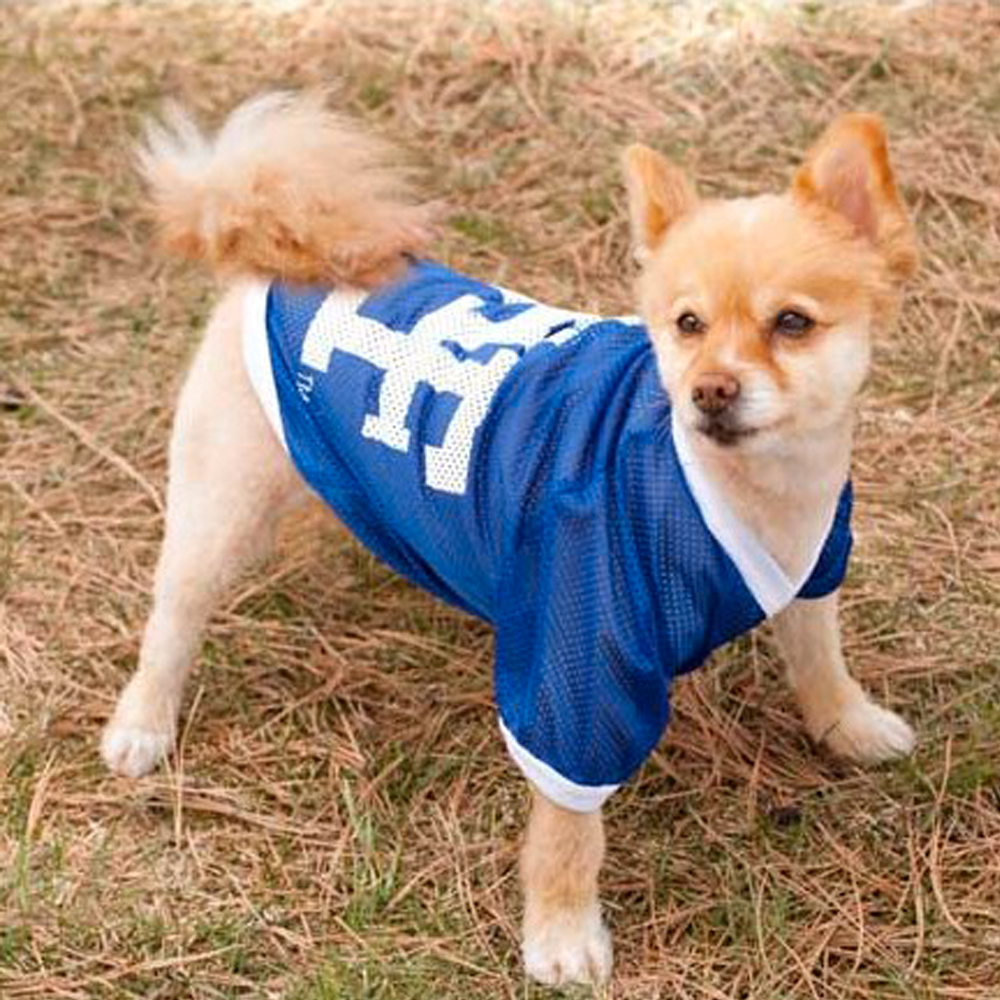 All Star Dogs: Image Gallery - Show off your pet.