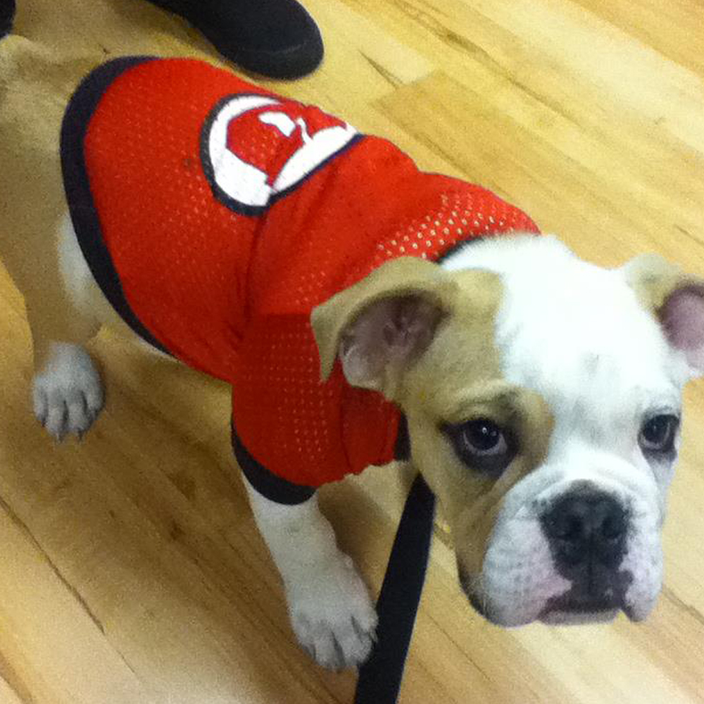 All Star Dogs: Image Gallery - Show off your pet.