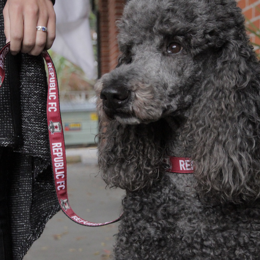 All Star Dogs: Image Gallery - Show off your pet.