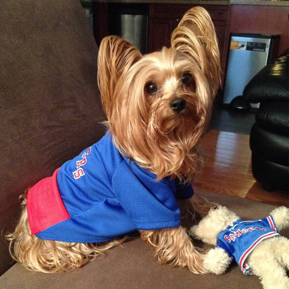 All Star Dogs: Image Gallery - Show off your pet.